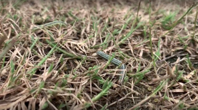 Entomologist talks armyworms in West Tennessee - WBBJ TV