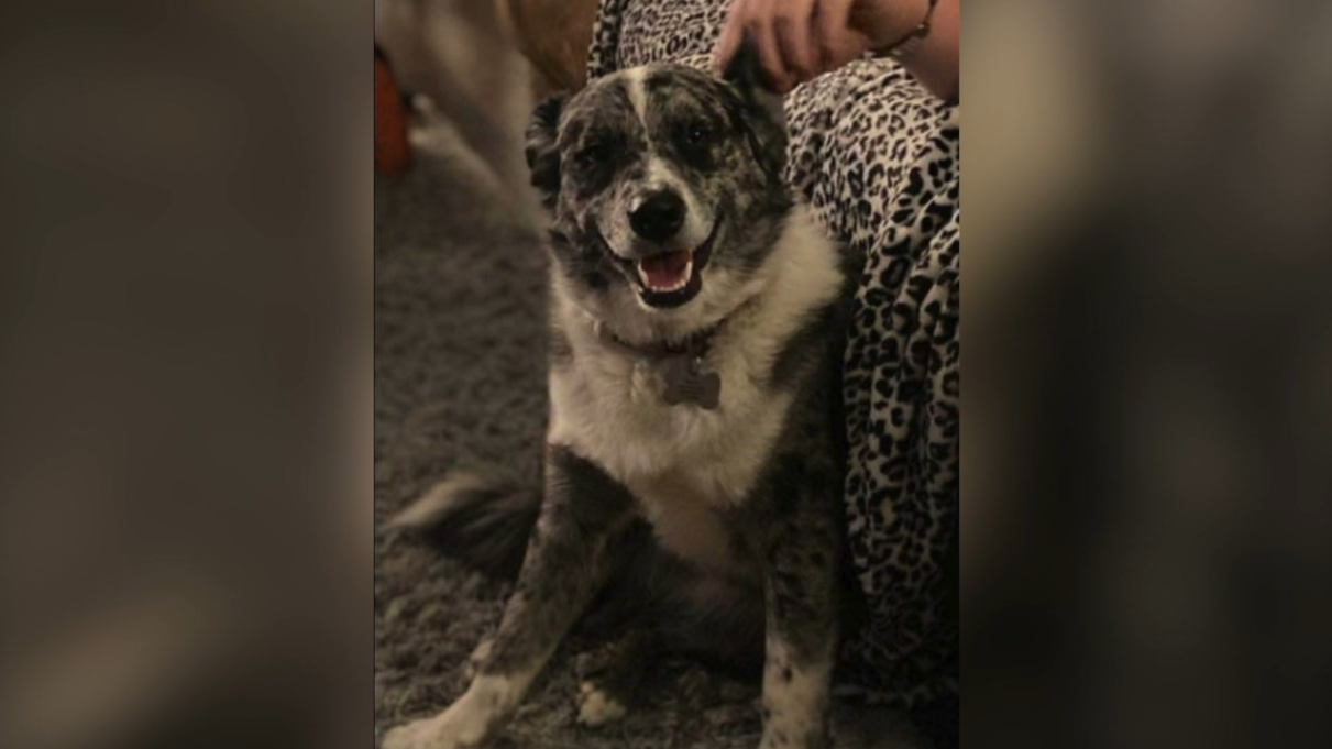 Lost dog found badly injured; community comes together to help - WBBJ TV