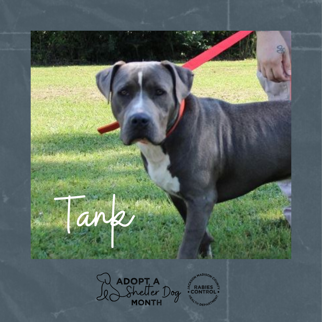 Tank | National Adopt a Shelter Dog Month - JMC Rabies Control