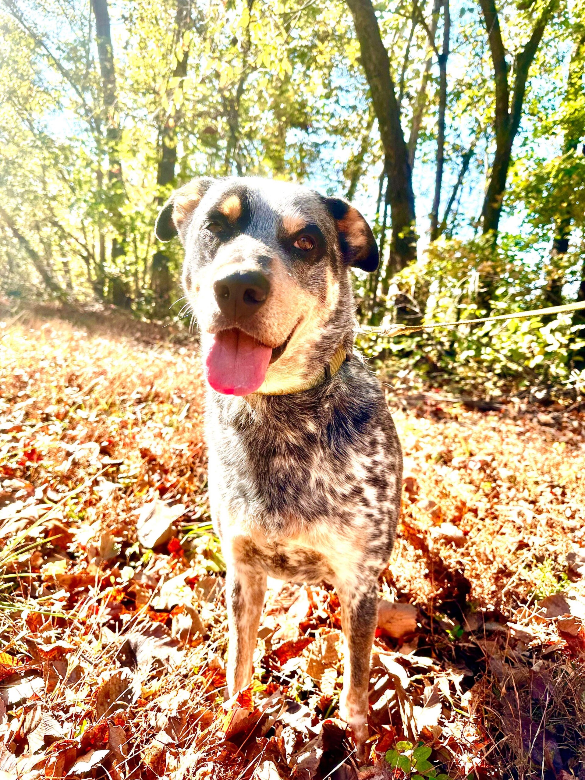 Pet of the Week: Max Too - WBBJ TV