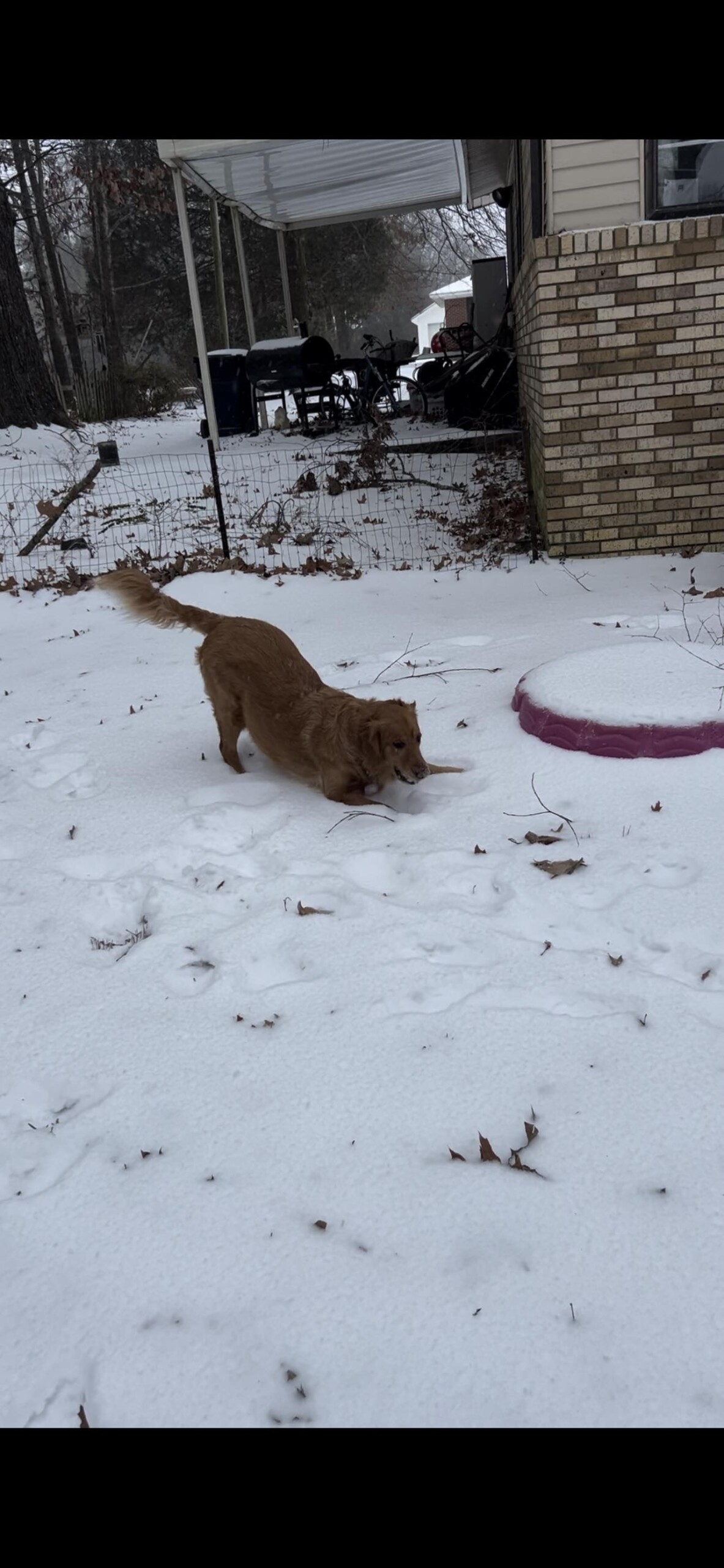 Zelda Rose - WBBJ TV