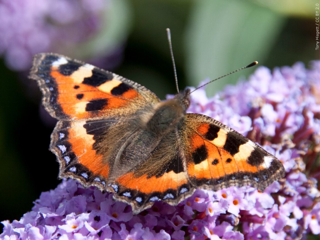 The importance of pollinators and how to support them - WBBJ TV
