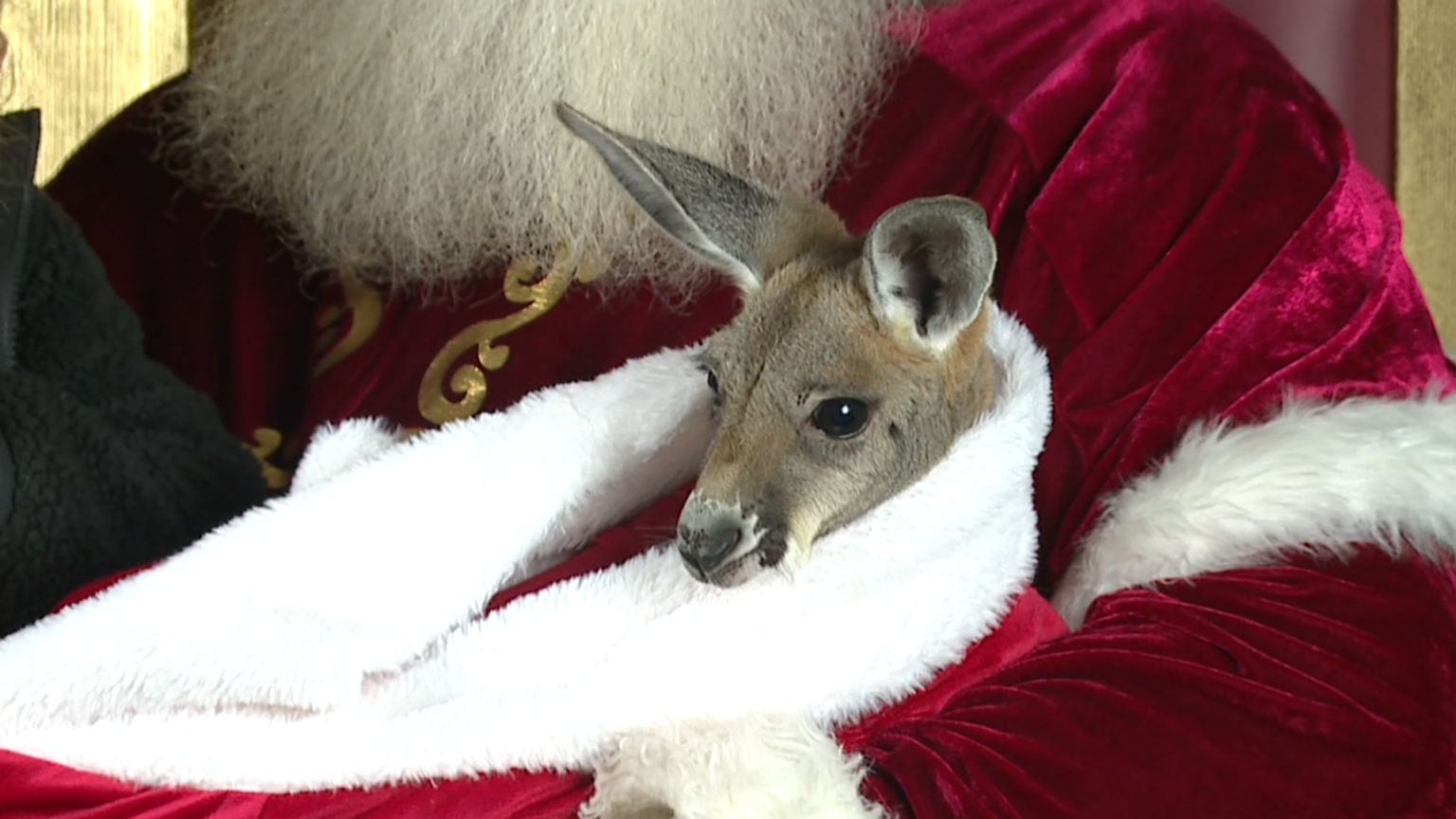 Tennessee Safari Park opens drive-through light display featuring 4.5 ...