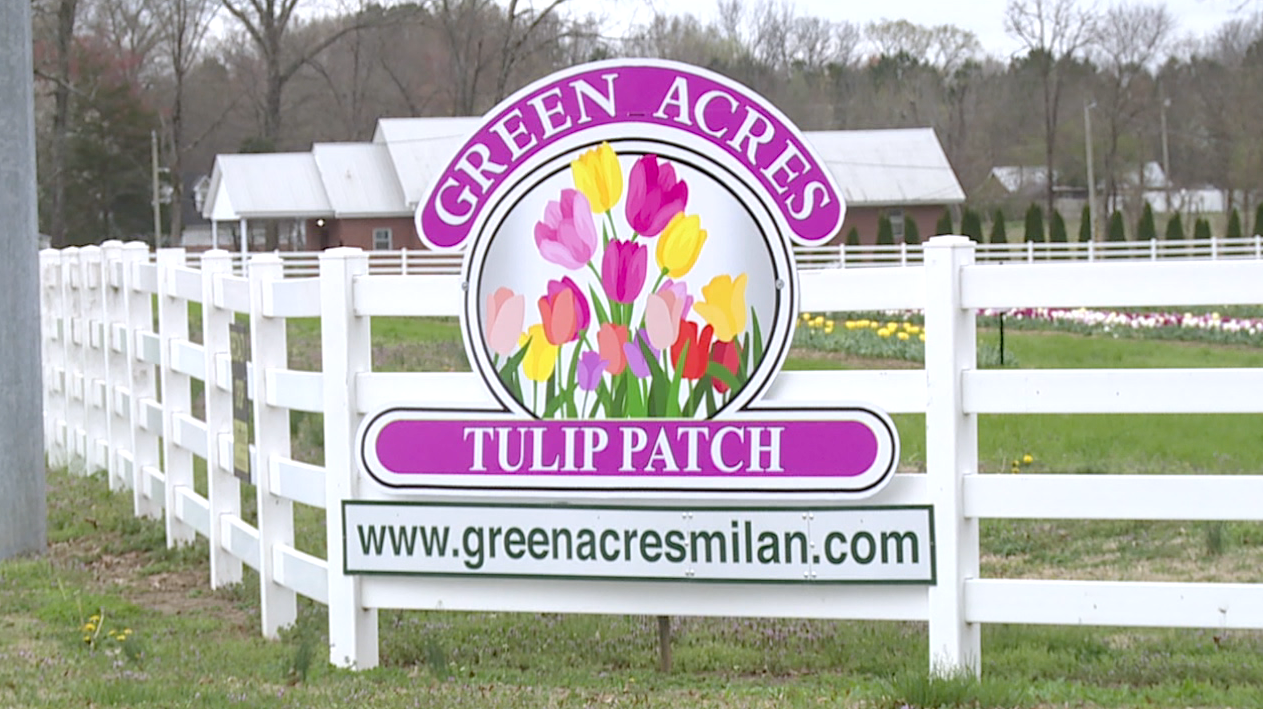 Tulip patch now open at Green Acres Farm in Milan - WBBJ TV
