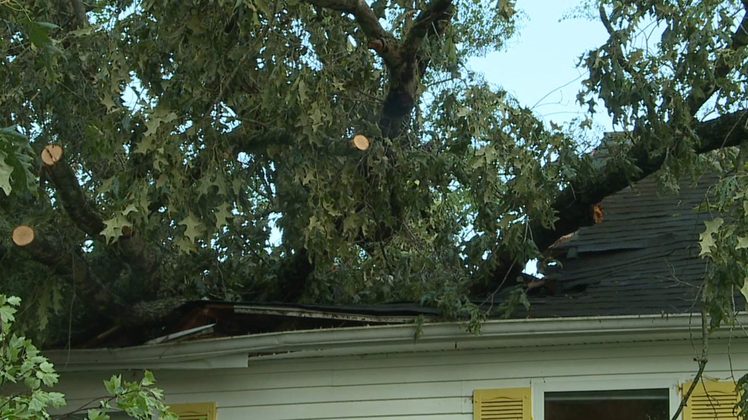 Tree falls into Martin home after high winds move through the area ...