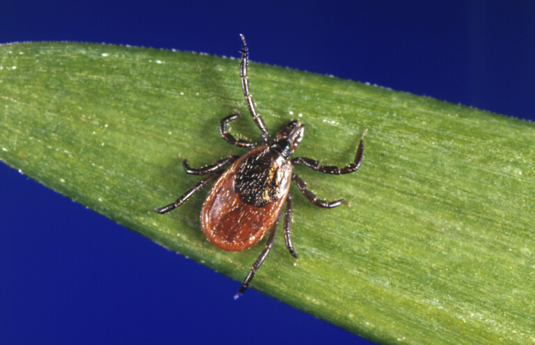 How to protect yourself from ticks year-round - WBBJ TV