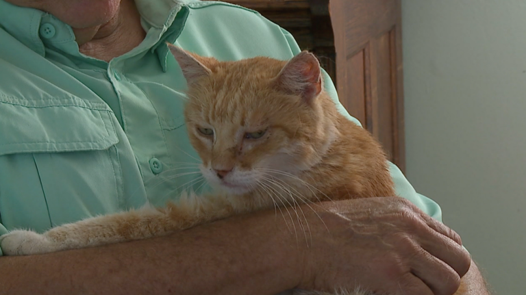 Missing cat returns home after 7 months - WBBJ TV