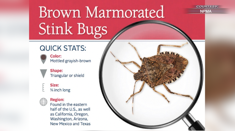 Stink bugs 101: Tips to keep the odor-emitting insects out of your home ...