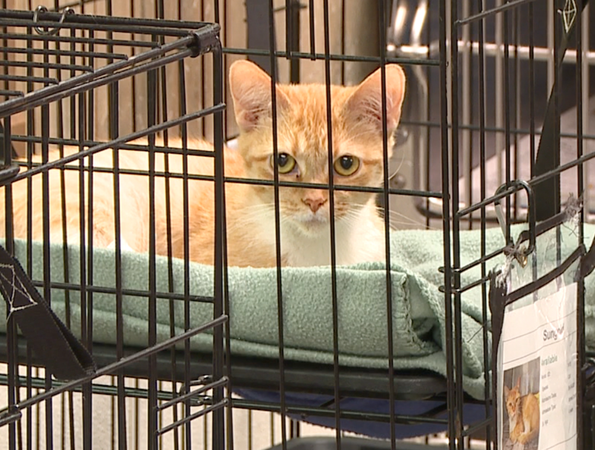 Jackson Animal Care Center seeks foster, forever homes amid struggles ...