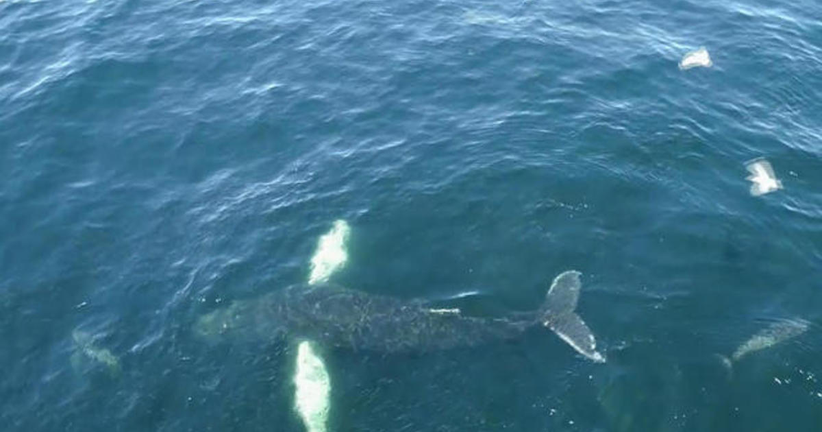 Protecting our oceans – with the help of drones and whale snot - Home ...