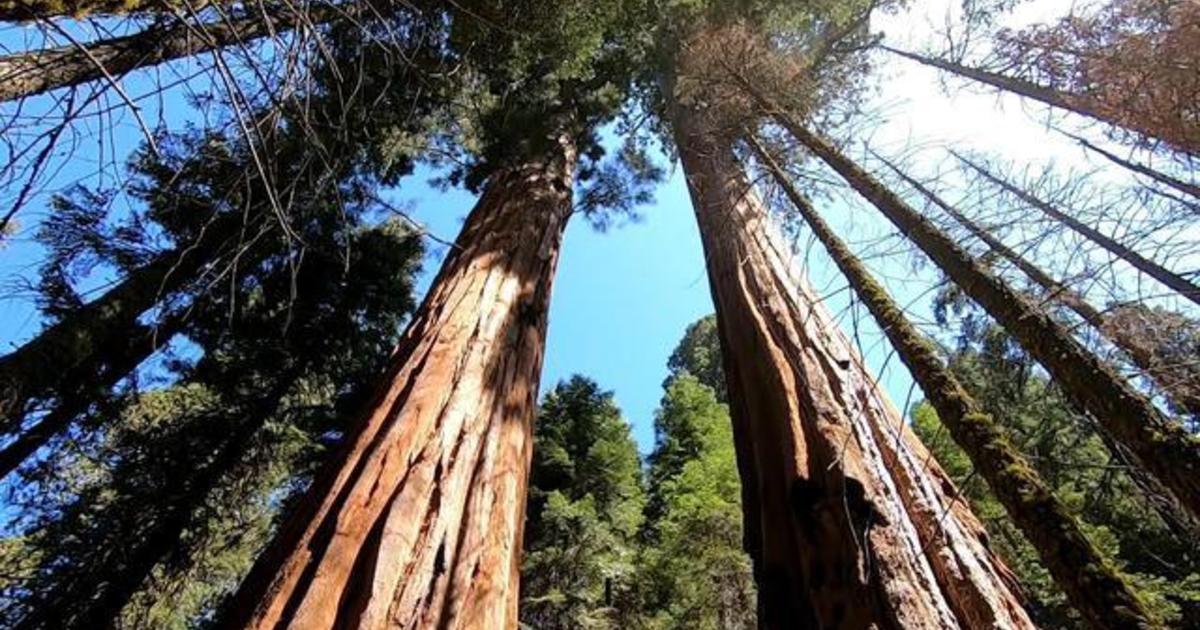 How drought is impacting giant sequoia trees - Home - WCBI TV | Your ...