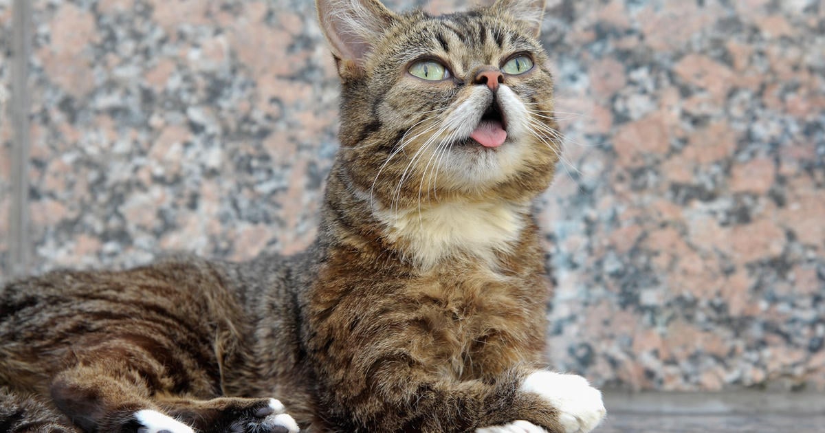 Lil BUB, beloved viral internet cat, has died at age 8 - Home - WCBI TV ...