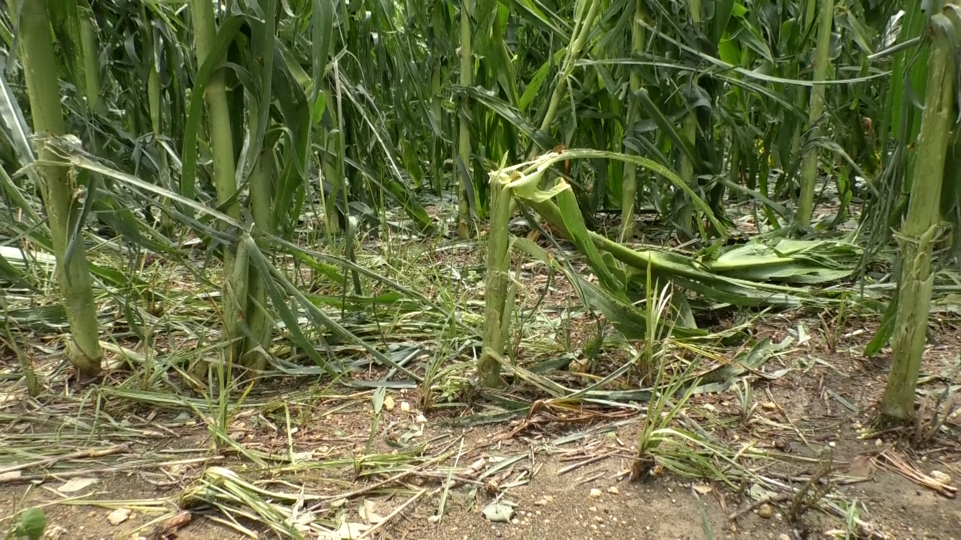 Hail Damage To Crops
