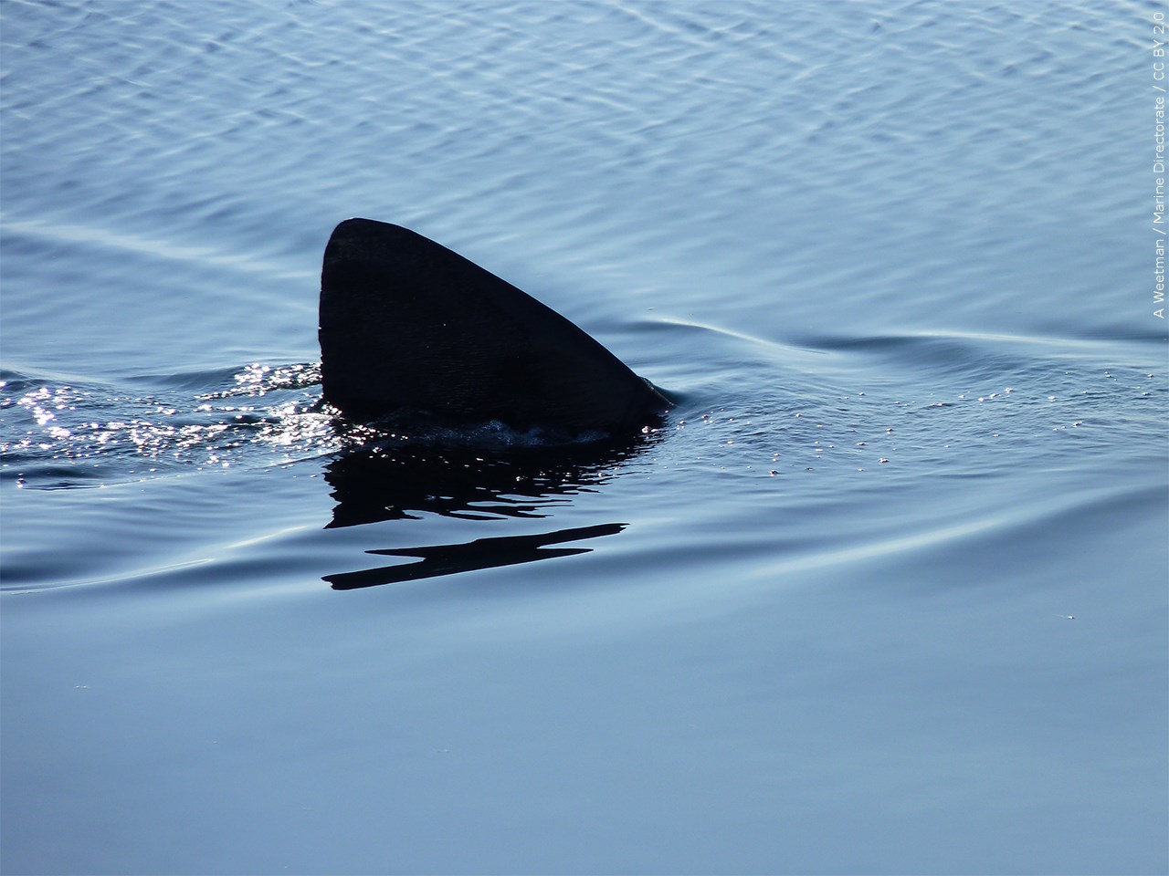 Massive great white shark named Contender pings off Carolinas as 700 ...