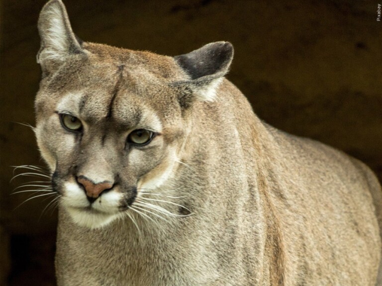 Mountain lion spotted in San Francisco, officials working to capture it