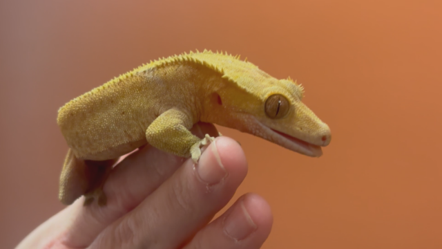 Local animal hospital to help with exotic animal treatment training in Asia