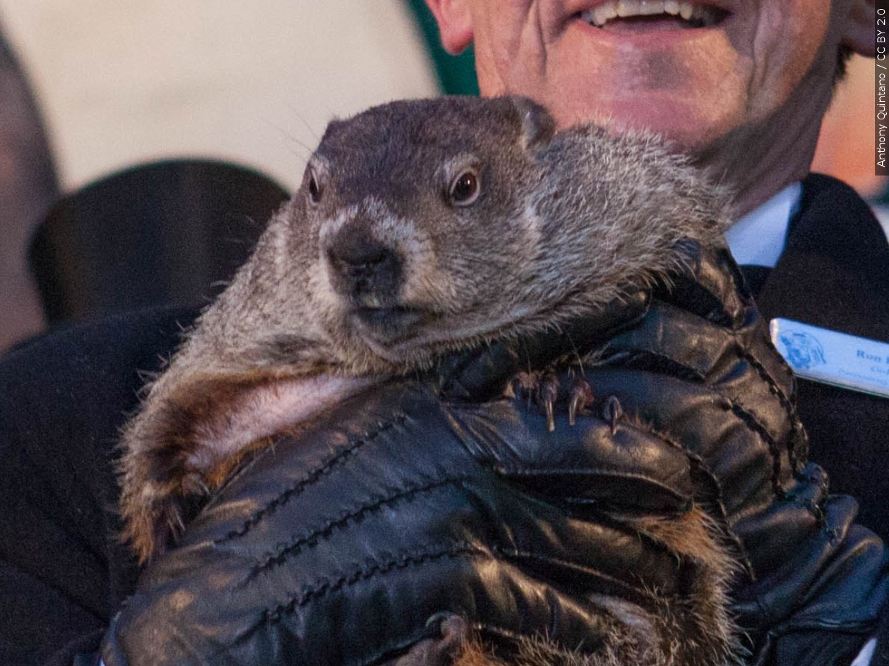 Punxsutawney Phil is said to have seen his shadow, forecasting 6 more ...