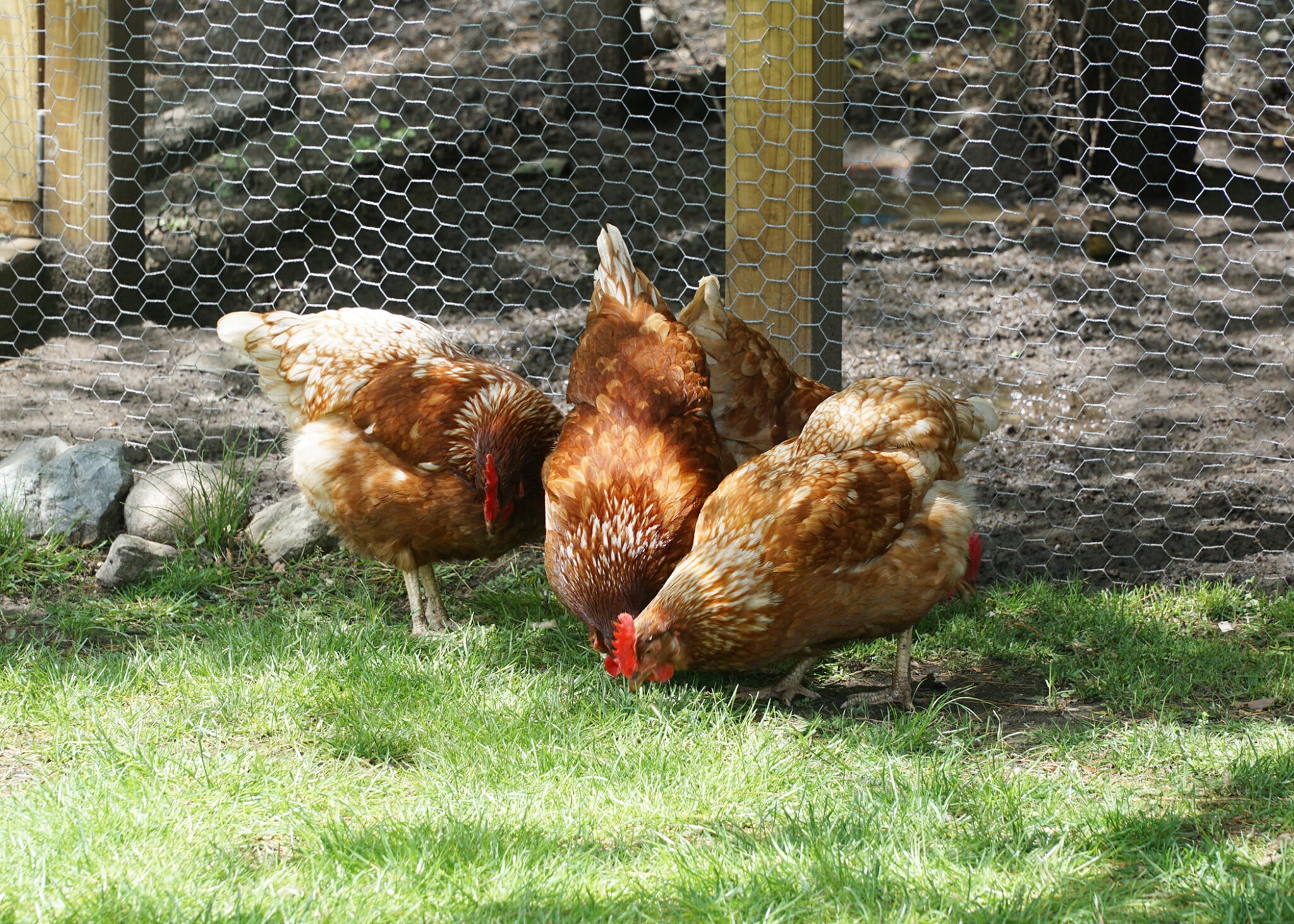 Protect backyard chickens, livestock from extreme heat