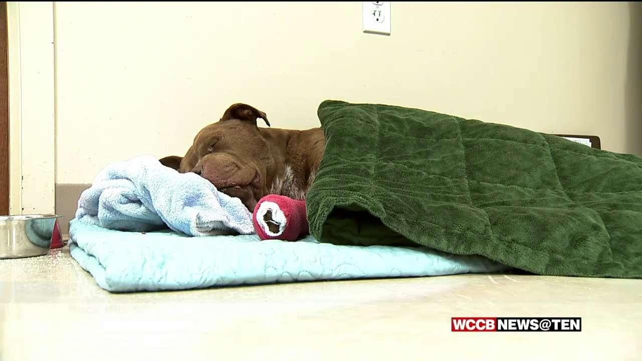 Bait Dog Dumping Ground Discovered in Rock Hill - WCCB Charlotte