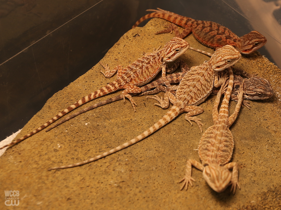 Repticon-1 - WCCB Charlotte's CW