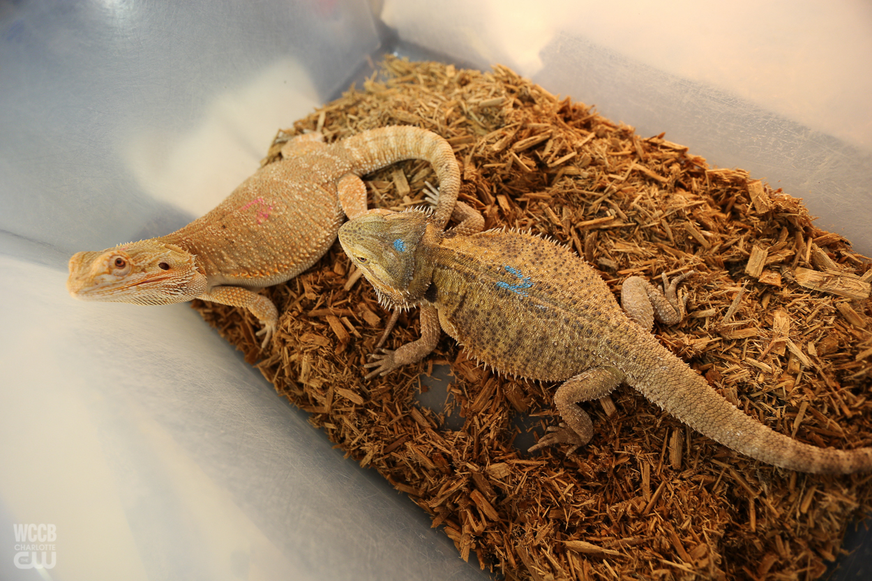 Repticon-30 - WCCB Charlotte