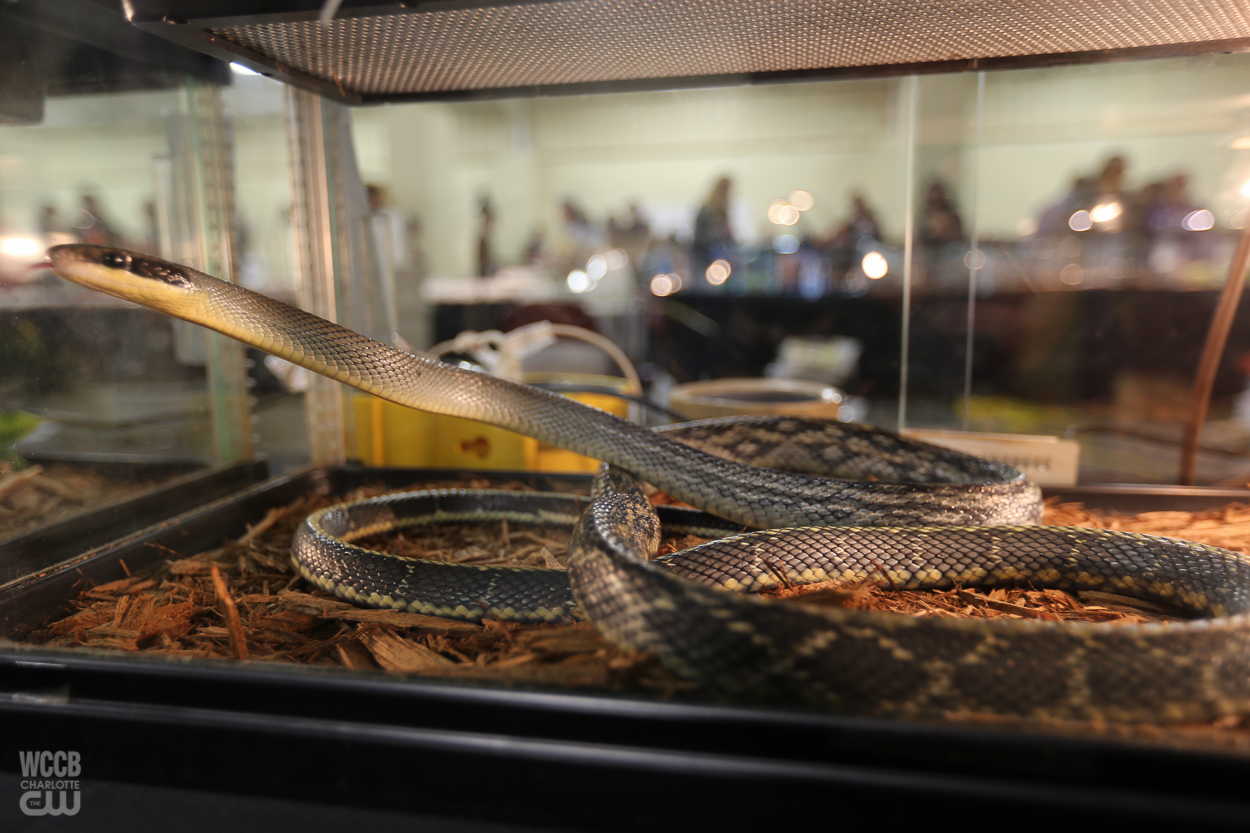 Repticon-33 - WCCB Charlotte's CW