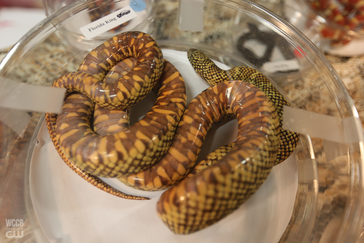 Repticon-44 - WCCB Charlotte