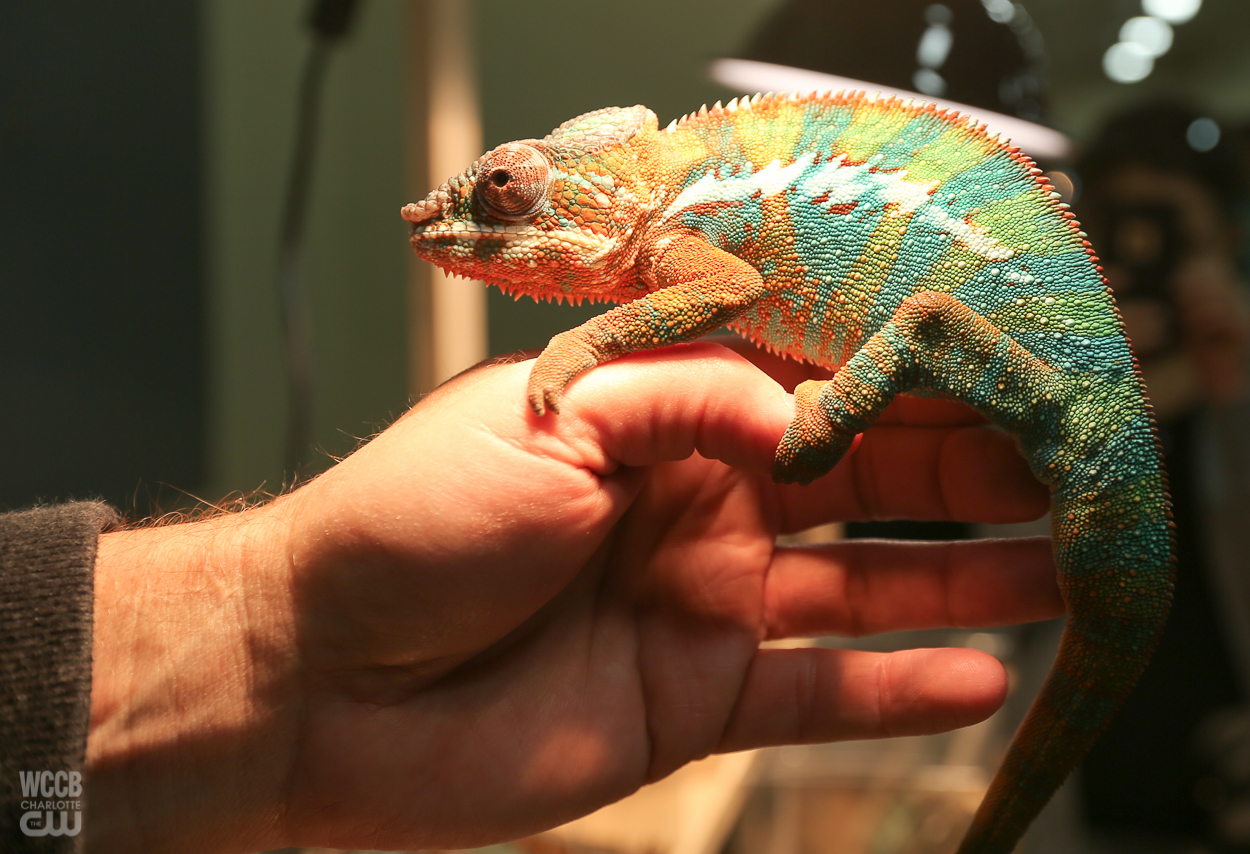 Repticon-71 - WCCB Charlotte