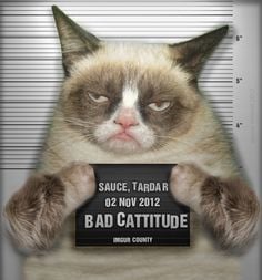 Cat Mugshots-1 - WCCB Charlotte's CW