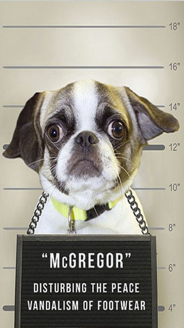 Cat Mugshots-21 - WCCB Charlotte's CW