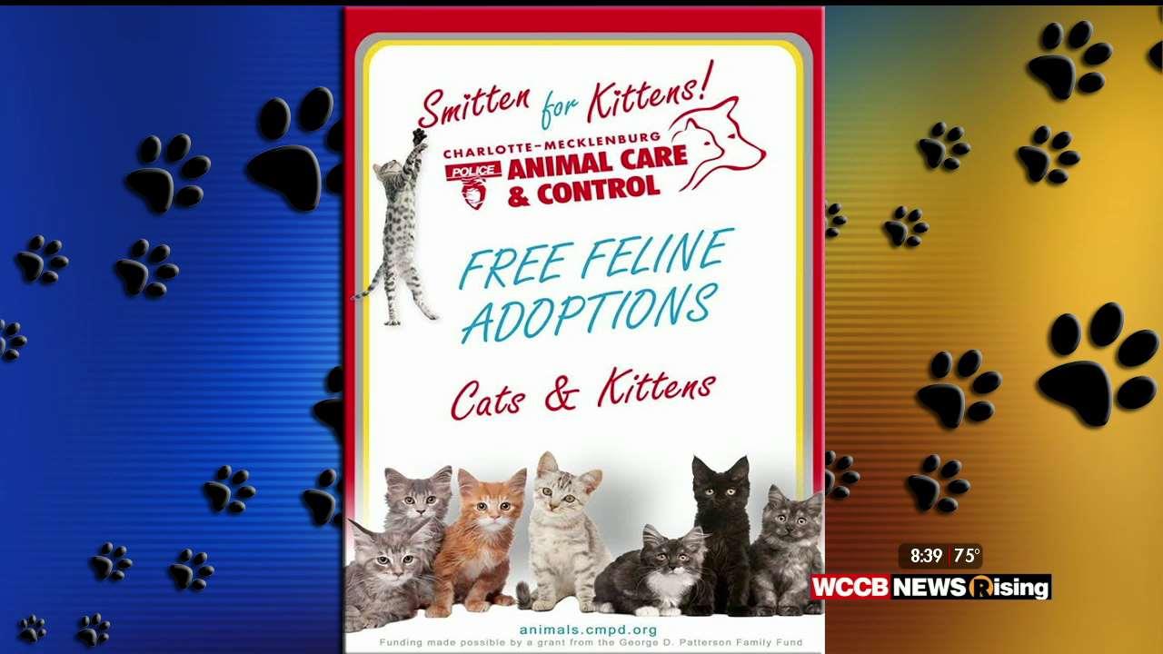 Rising Spotlight: Smitten For Kittens - WCCB Charlotte's CW