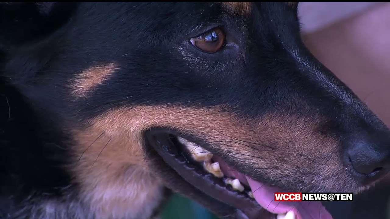 Must See: Moment Missing Dog Finds Owner - WCCB Charlotte