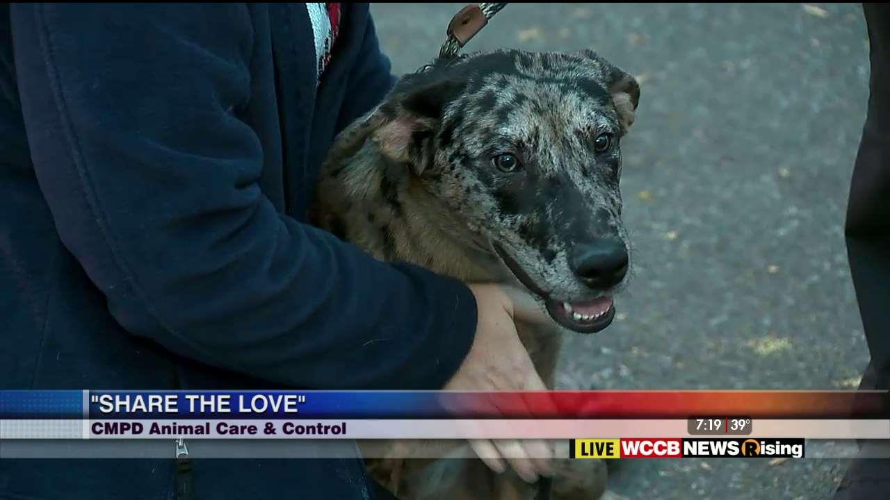 Wilson's World: CMPD Animal Care & Control's 'Share The Love' Program ...