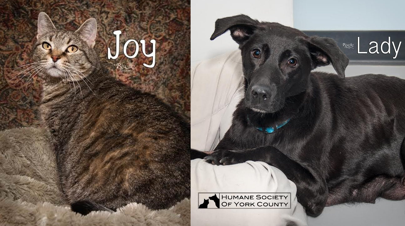 Humane Society Pets of the Week - WCCB Charlotte