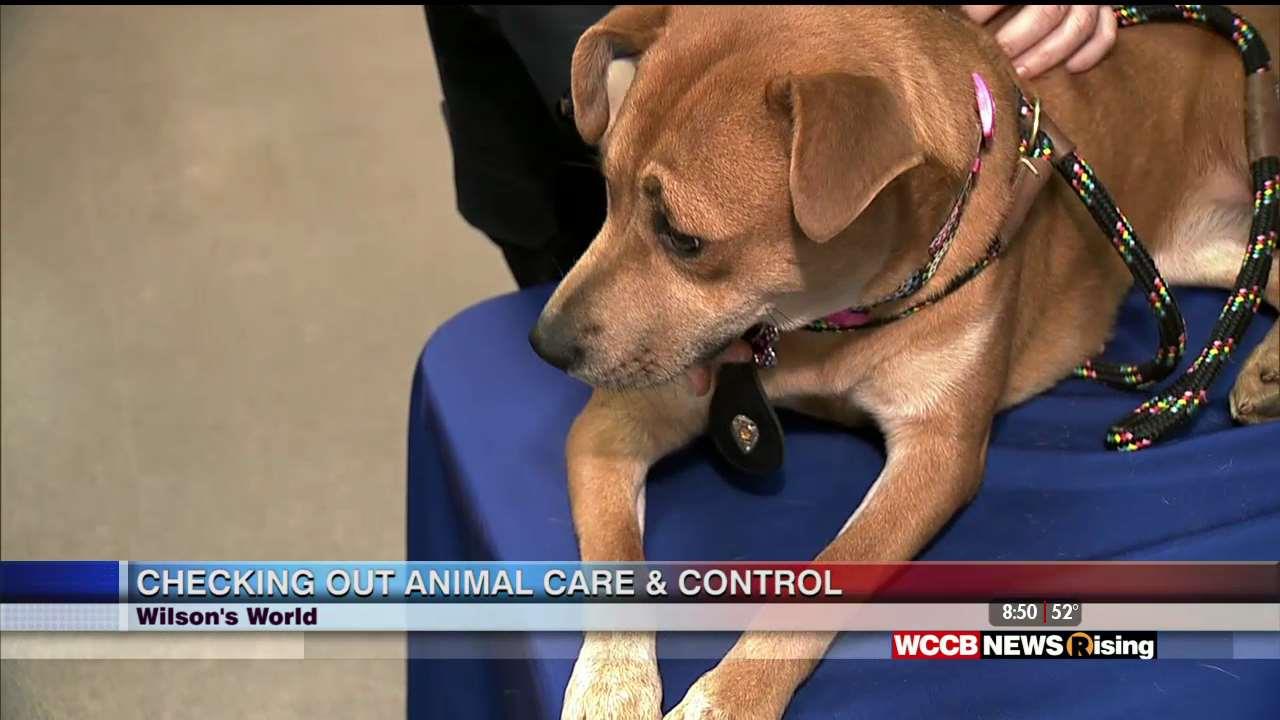 Wilson's Hanging Out With His Furry Friends At CMPD Animal Care and ...