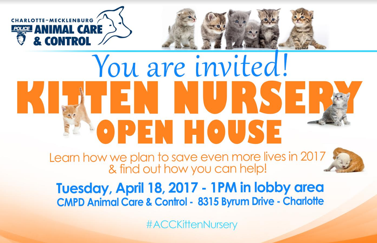 CMPD Animal Care & Control Opens New Kitten Nursery, Needs Volunteers ...