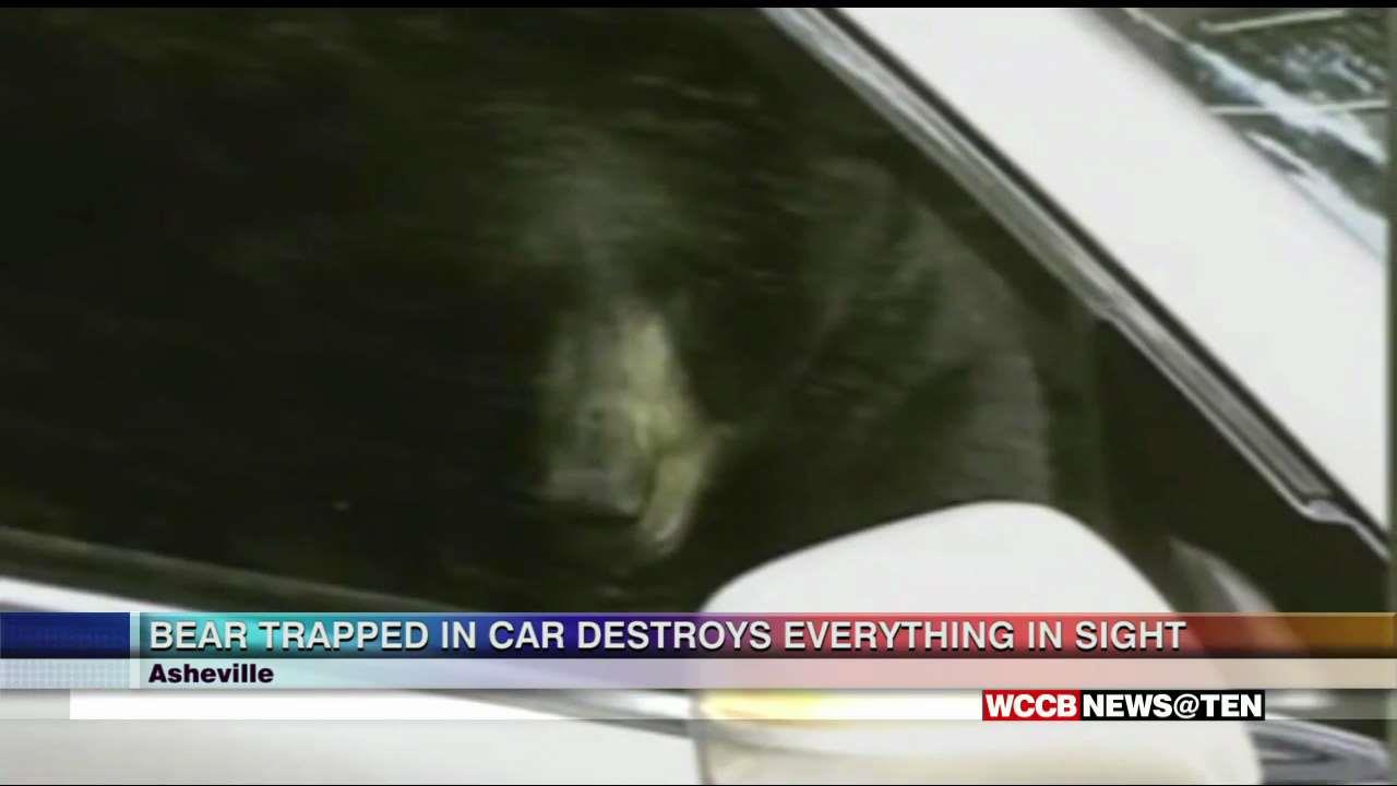 A Bear Destroys Everything After Getting Trapped Inside A Car - WCCB ...