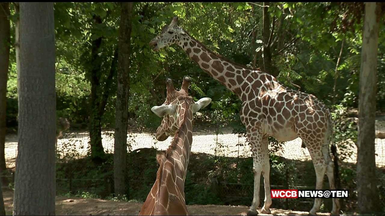 Animal Behavior During Solar Eclipse - WCCB Charlotte's CW