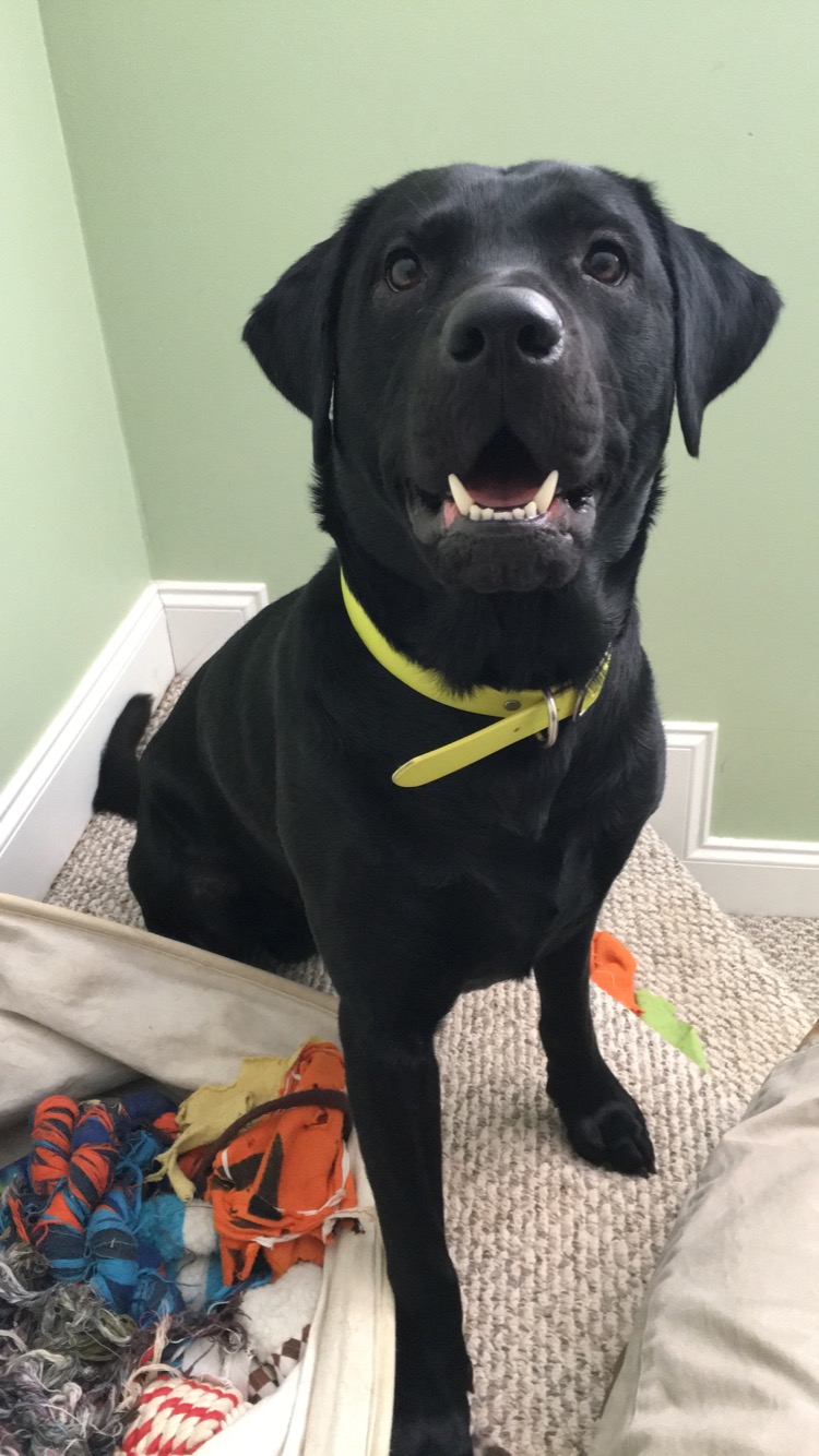 Ammo, 3 Year Old Black Lab 2 - WCCB Charlotte