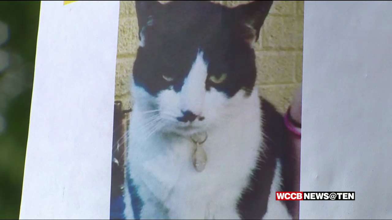 Local Family: Cat Stolen, Held for Ransom - WCCB Charlotte