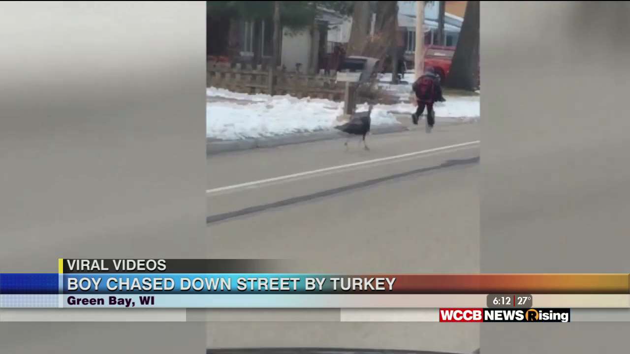 Viral Videos: Kid Chased By Turkey & Airport Sings National Anthem ...