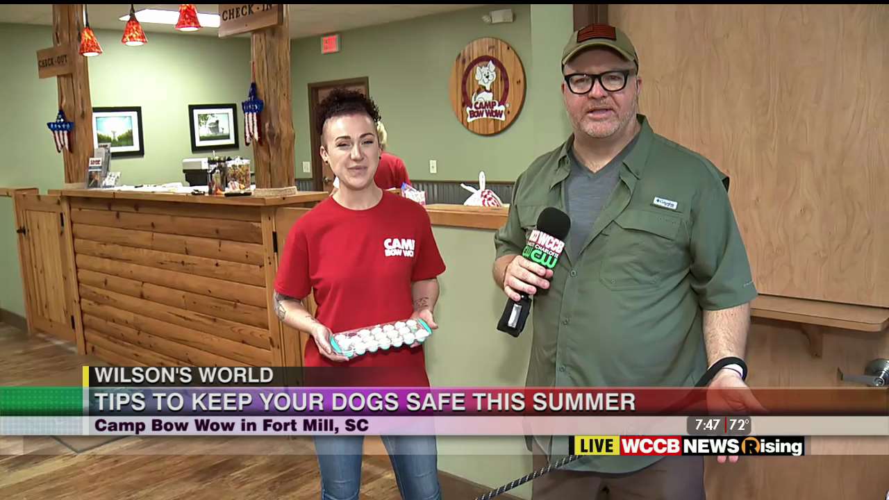 Wilson's World: Getting The Pups Summer Ready At Camp Bow Wow - WCCB ...