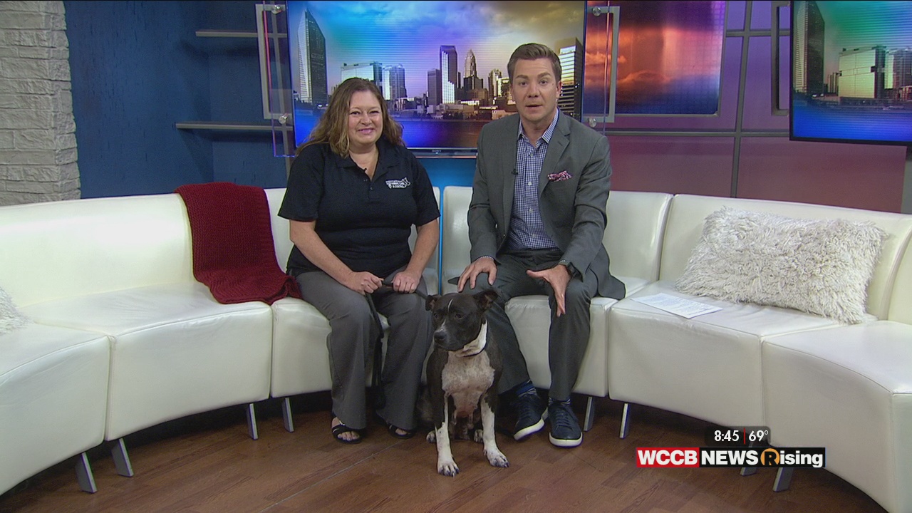 Rising Spotlight: CMPD Animal Care And Control - WCCB Charlotte