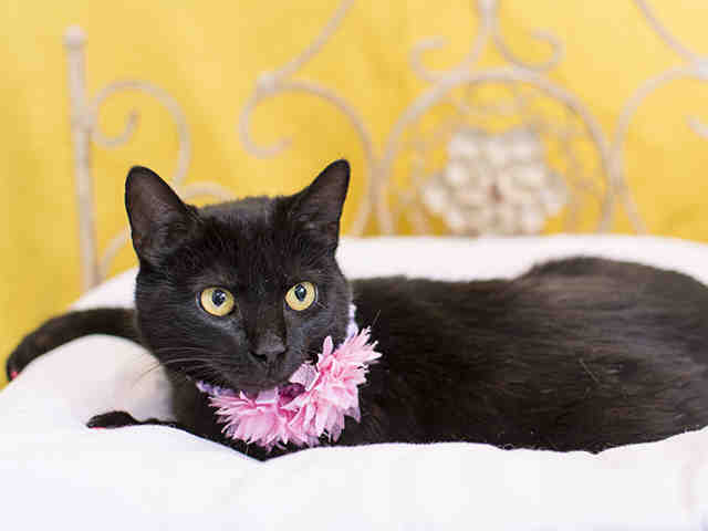 CMPD Animal Care And Control Adoption Clara - WCCB Charlotte