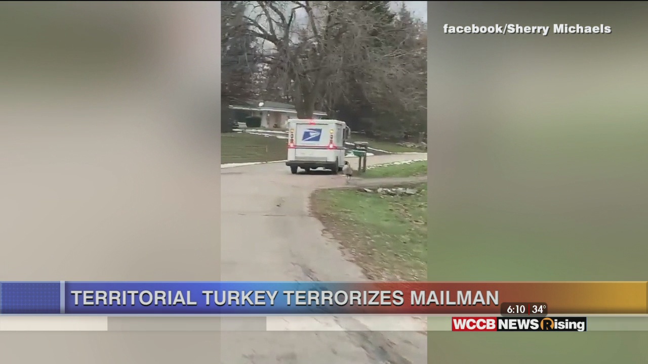 Viral Videos: Turkey Terrorizes Mailman and Woman Saves Koala From ...