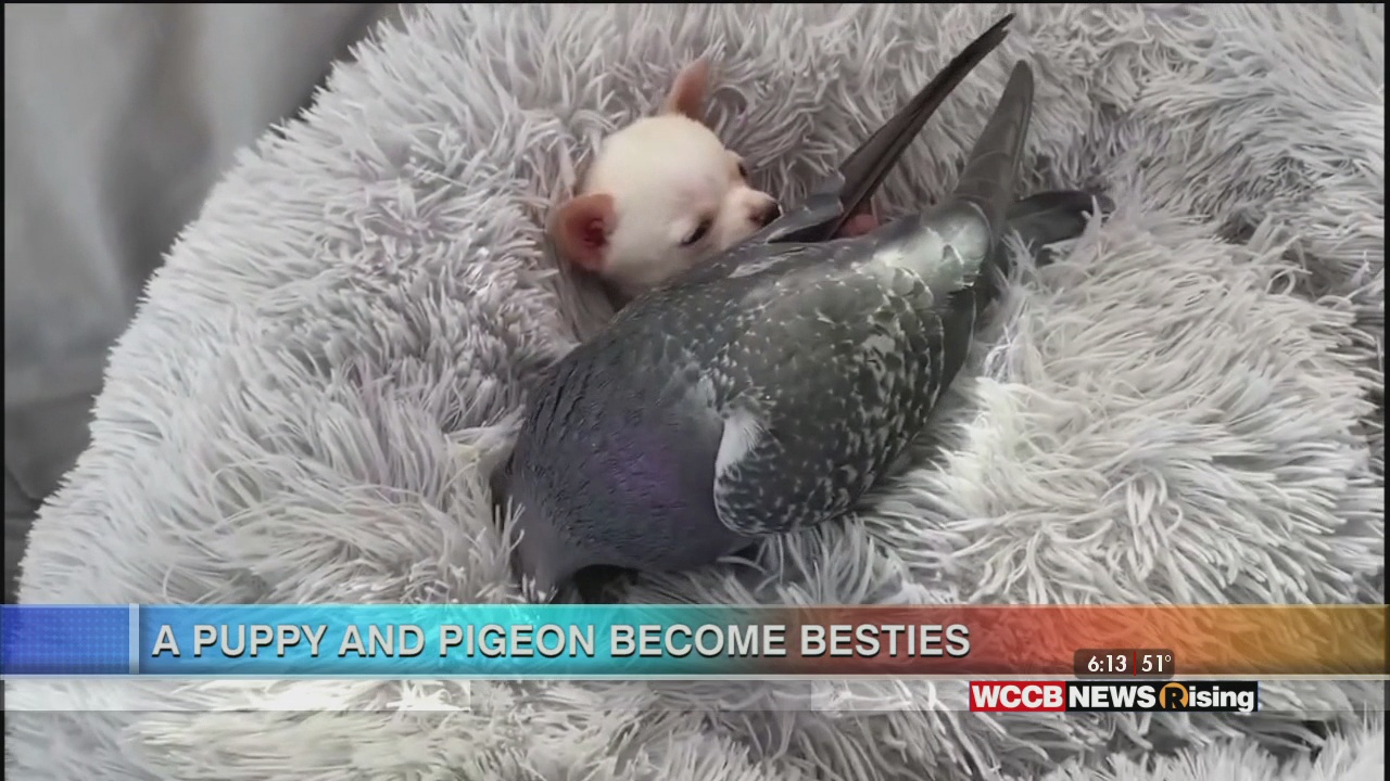 Viral Videos: Puppy & Pigeon Become Besties and Dog Plays Connect Four ...