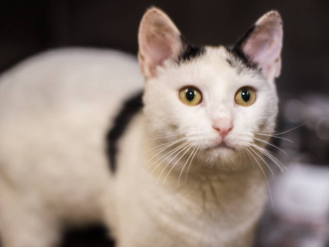 Jauntily - WCCB Charlotte's CW