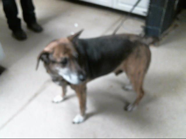 CMPD Animal Care And Control Pet Adoption Jack - WCCB Charlotte's CW