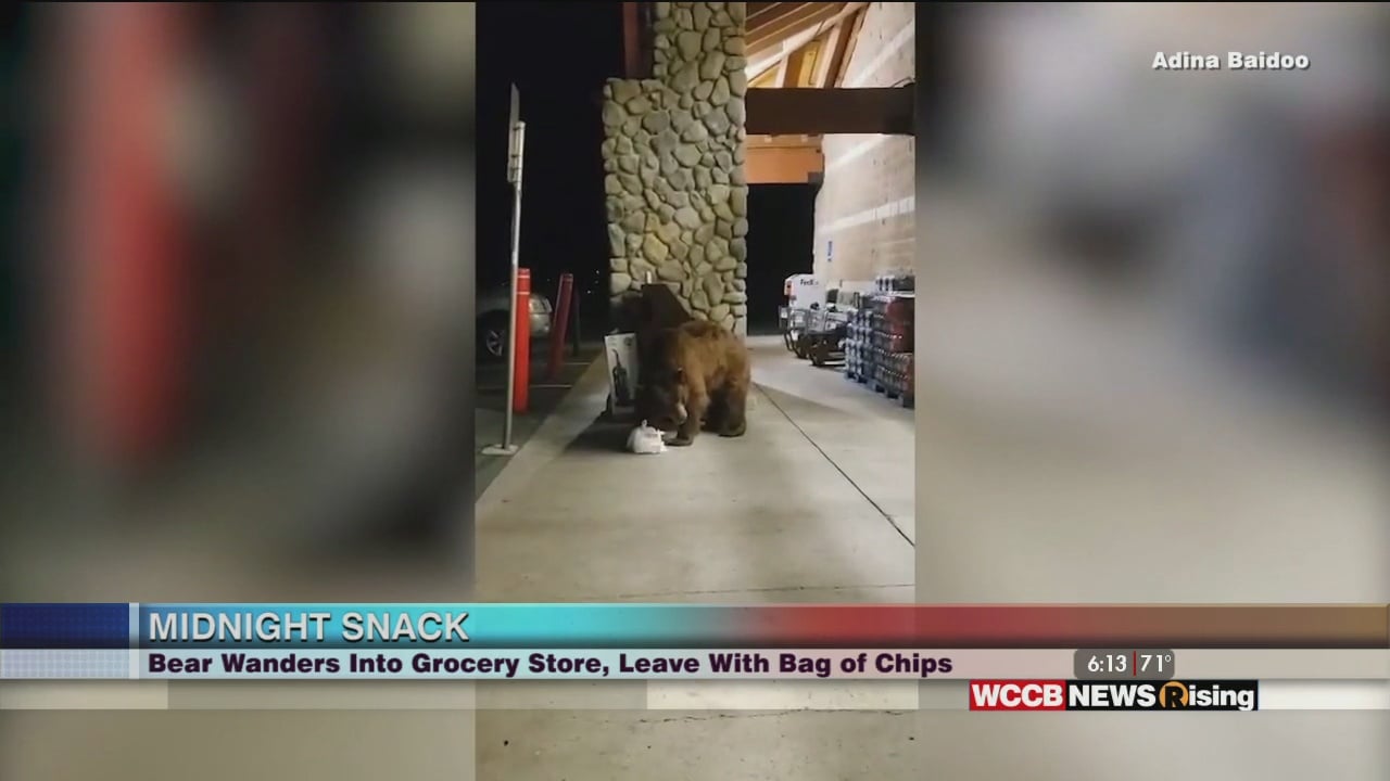 Viral Videos: Bear Hits Up Grocery Store for Late-Night Snack - WCCB ...