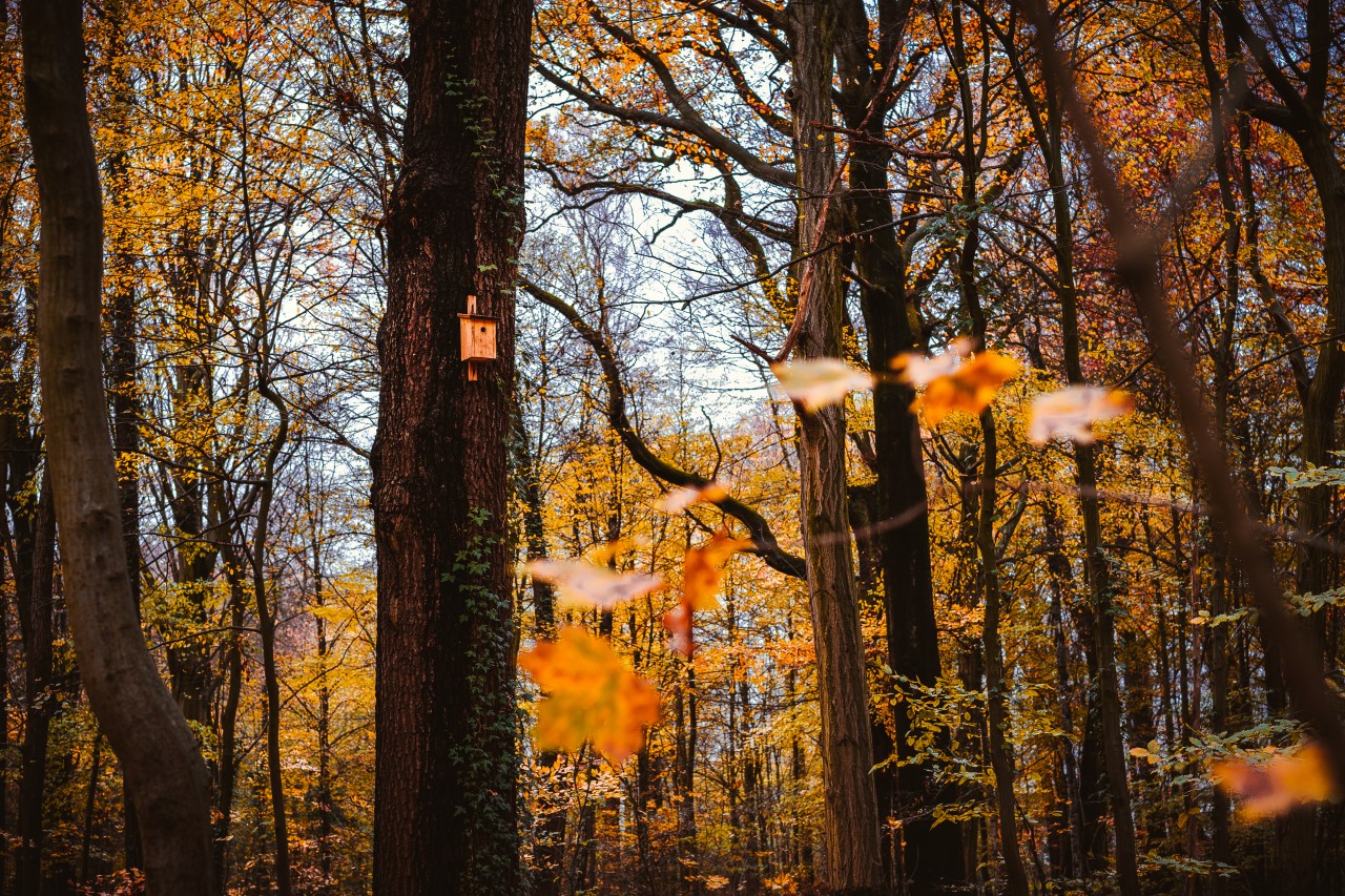 When Fall Colors Peak Across the Carolinas - WCCB Charlotte's CW
